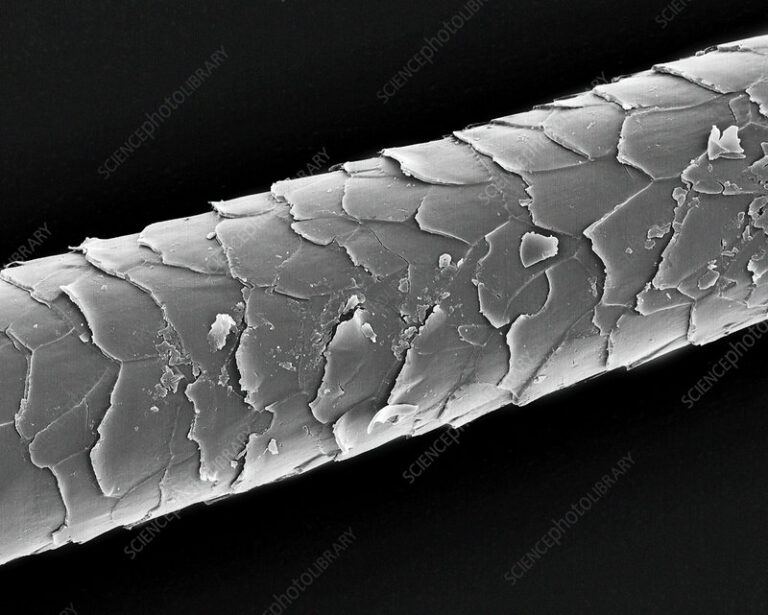 Why You Need a Pre-Shampoo Oil, Conditioner, or Primer | Pre-Poo 101 ...